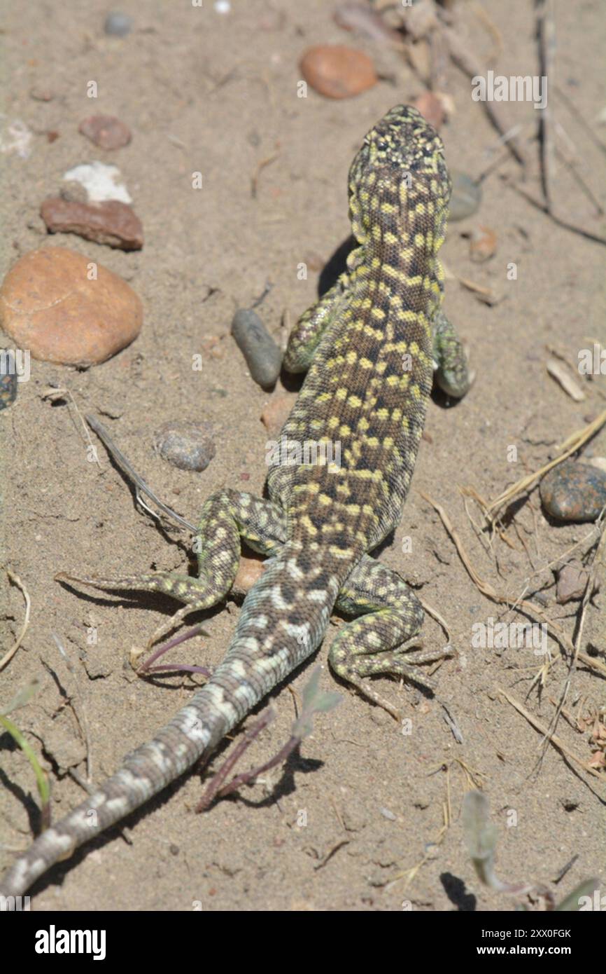 Black-faced Smooth-throated Lizard (Liolaemus melanops) Reptilia Stock ...