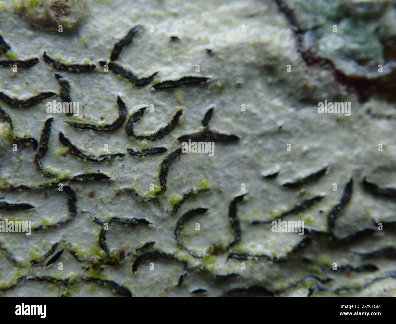 Common Script Lichen (Graphis scripta) Fungi Stock Photo - Alamy