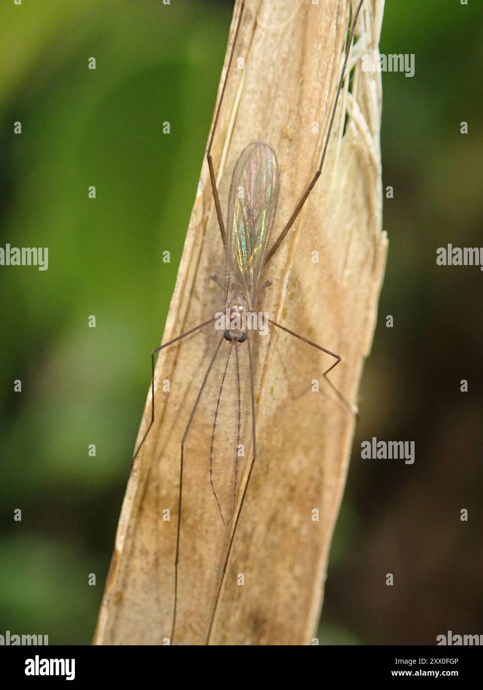 Limoniid Crane Flies (Limoniidae) Insecta Stock Photo - Alamy