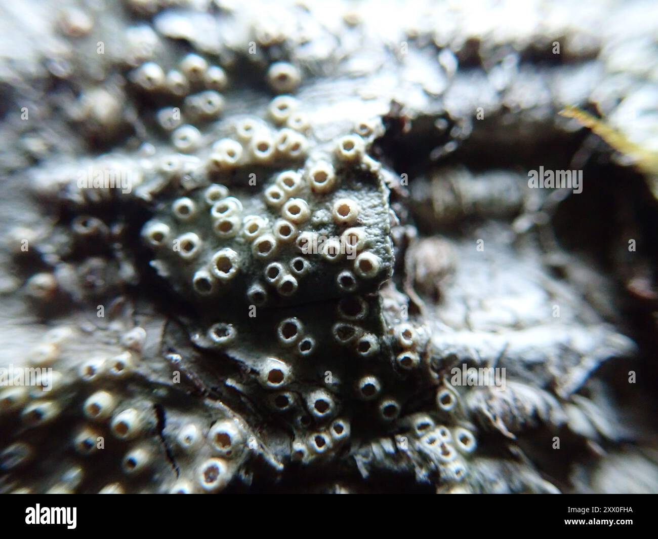 Bark Barnacles (Thelotrema lepadinum) Fungi Stock Photo - Alamy