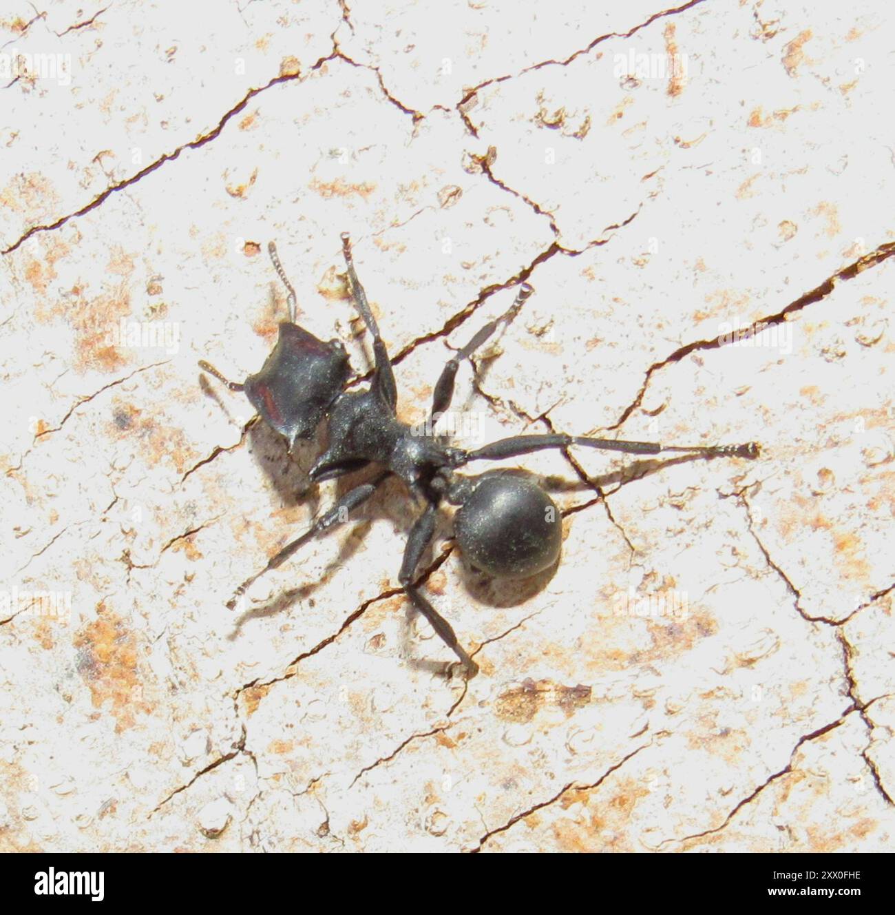 Common Giant Turtle Ant (Cephalotes atratus) Insecta Stock Photo - Alamy