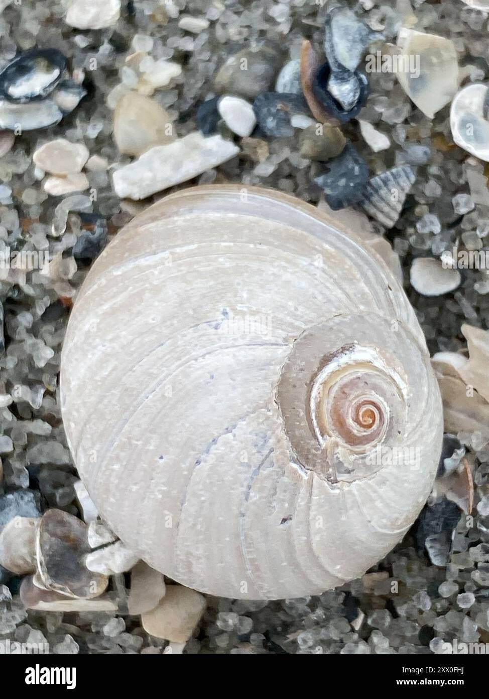 Shark Eye (Neverita duplicata) Mollusca Stock Photo - Alamy