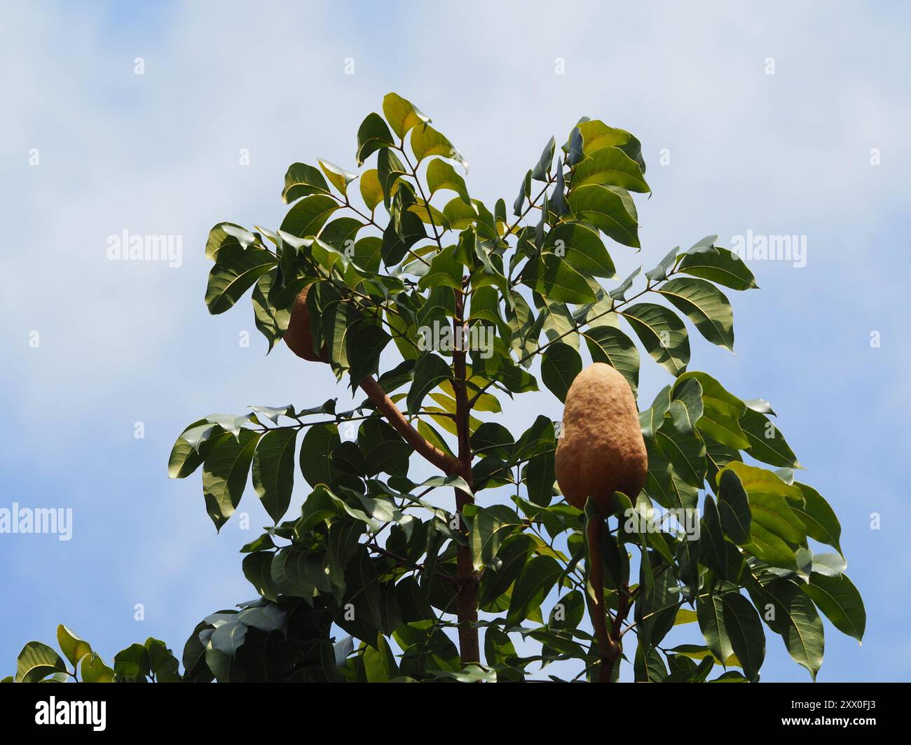 Big-leaf Mahogany (Swietenia macrophylla) Plantae Stock Photo - Alamy