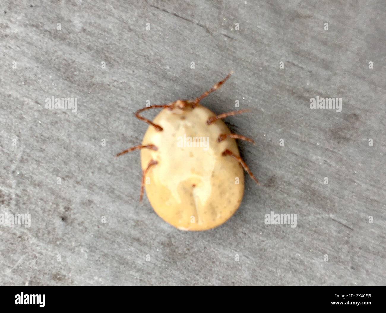 Ticks (Ixodida) Arachnida Stock Photo - Alamy