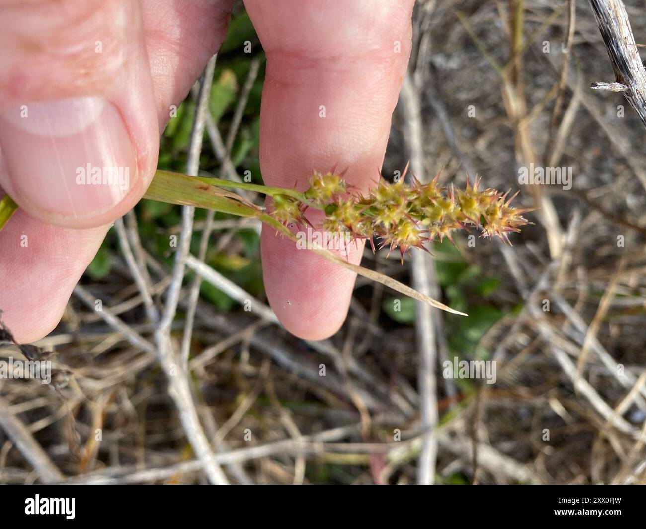 Southern Sandbur (Cenchrus echinatus) Plantae Stock Photo - Alamy