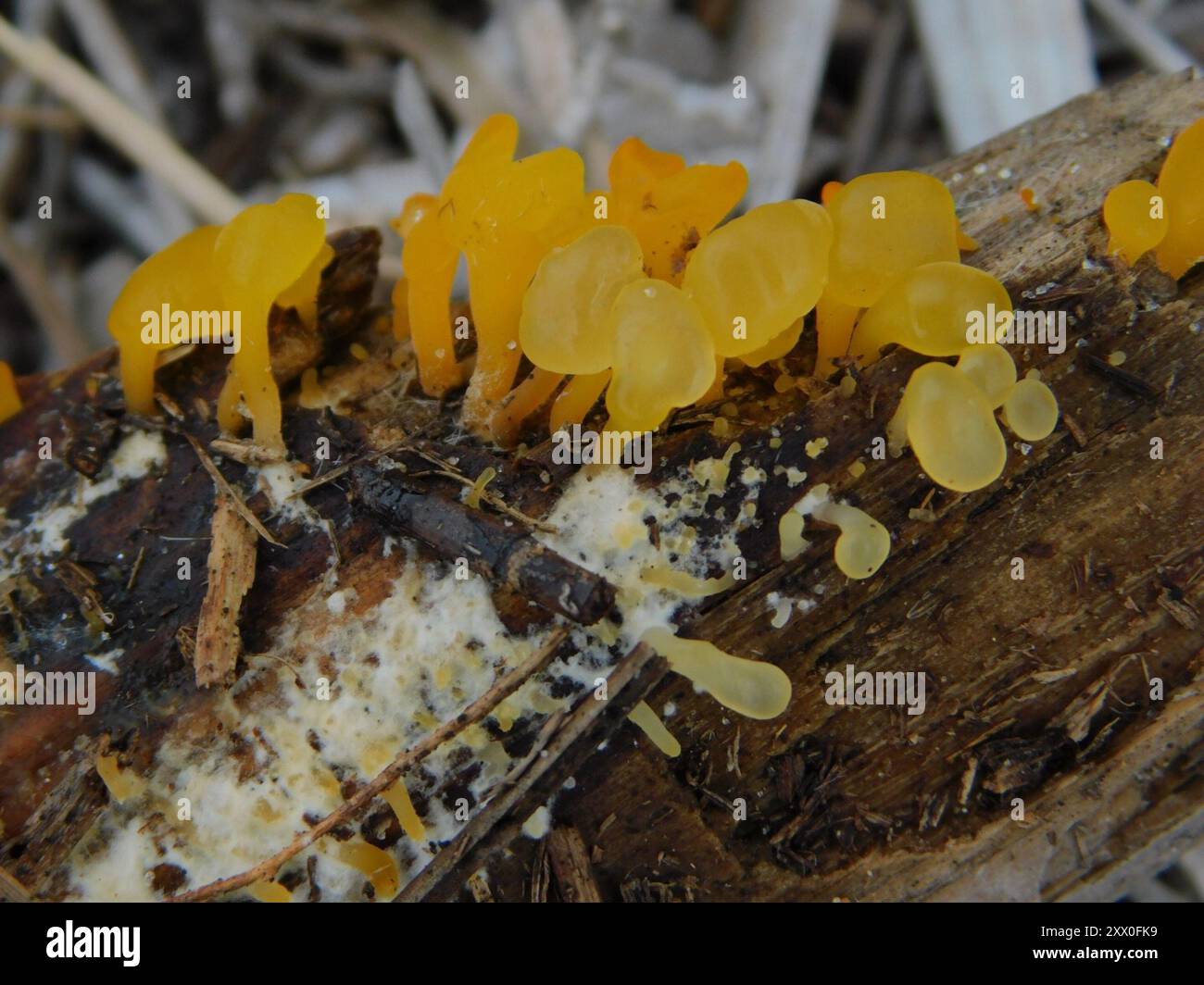 Fan shaped jelly fungi hi-res stock photography and images - Alamy
