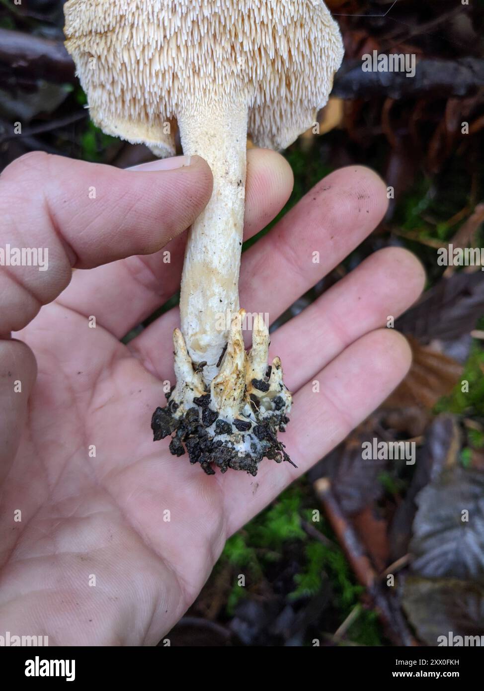 depressed hedgehog (Hydnum umbilicatum) Fungi Stock Photo - Alamy