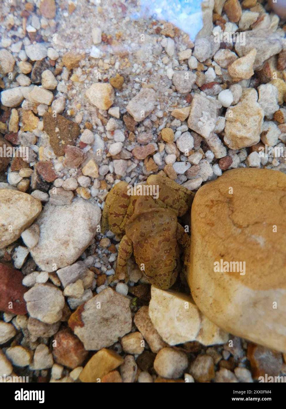 Cape Ghost frog (Heleophryne purcelli) Amphibia Stock Photo - Alamy