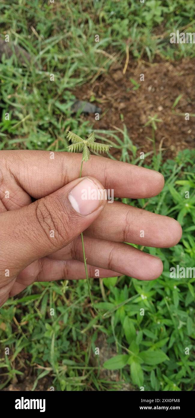 (Dactyloctenium scindicum) Plantae Stock Photo - Alamy