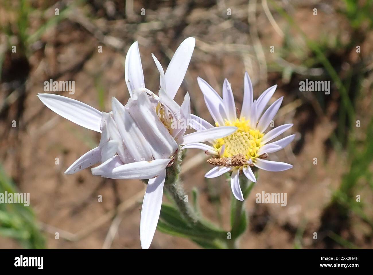 (Afroaster hispidus) Plantae Stock Photo - Alamy