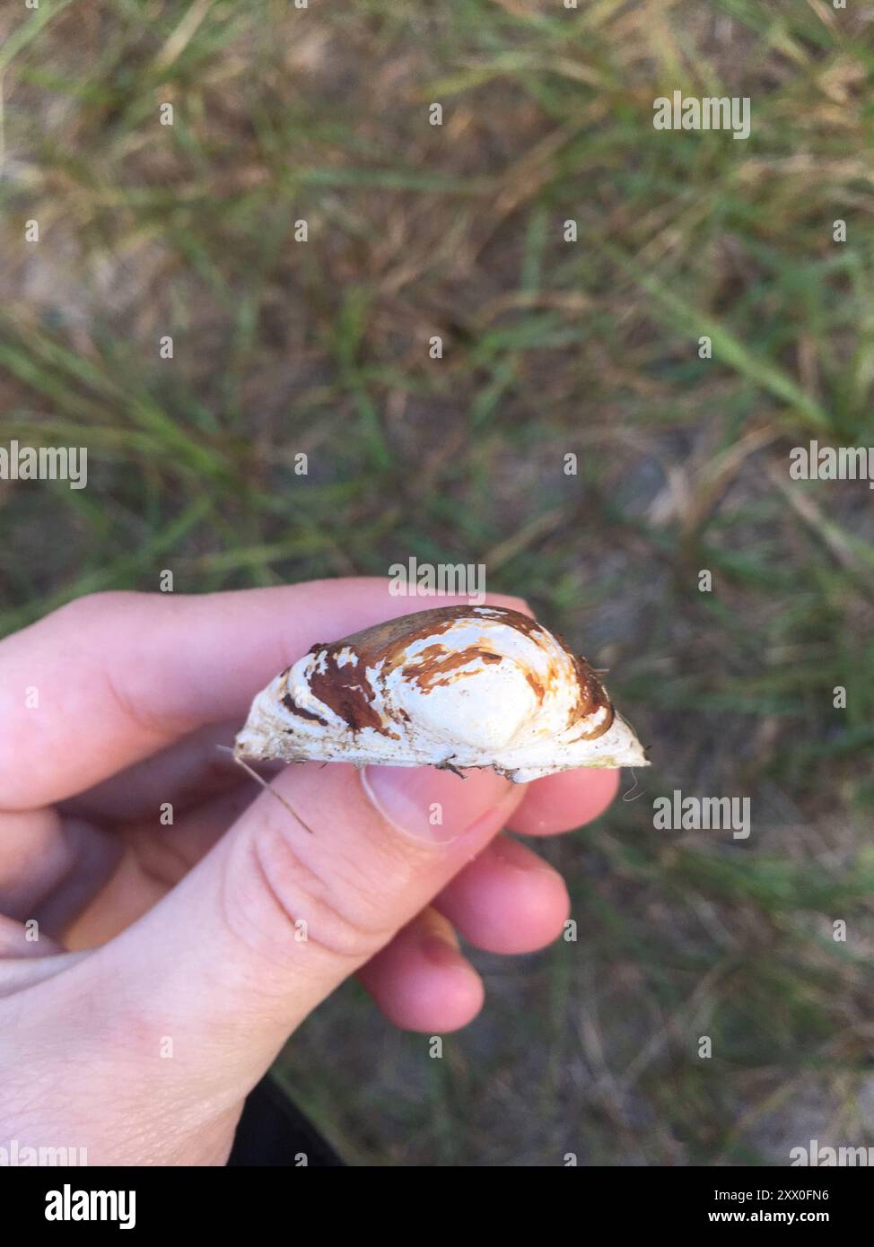 Atlantic Rangia (Rangia cuneata) Mollusca Stock Photo - Alamy