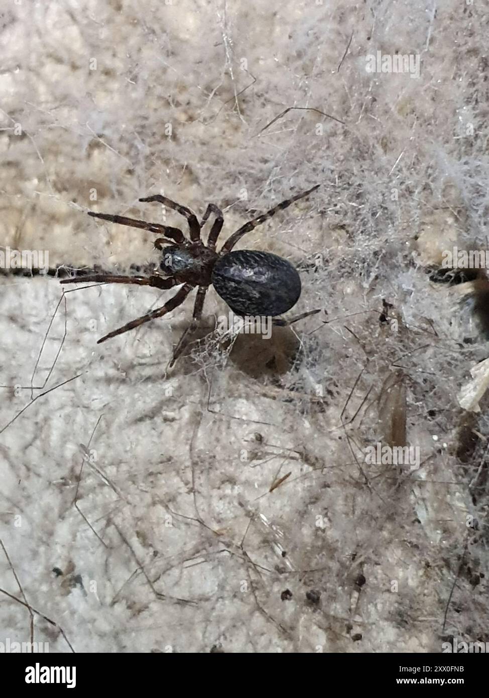 Badumna spider hi-res stock photography and images - Alamy