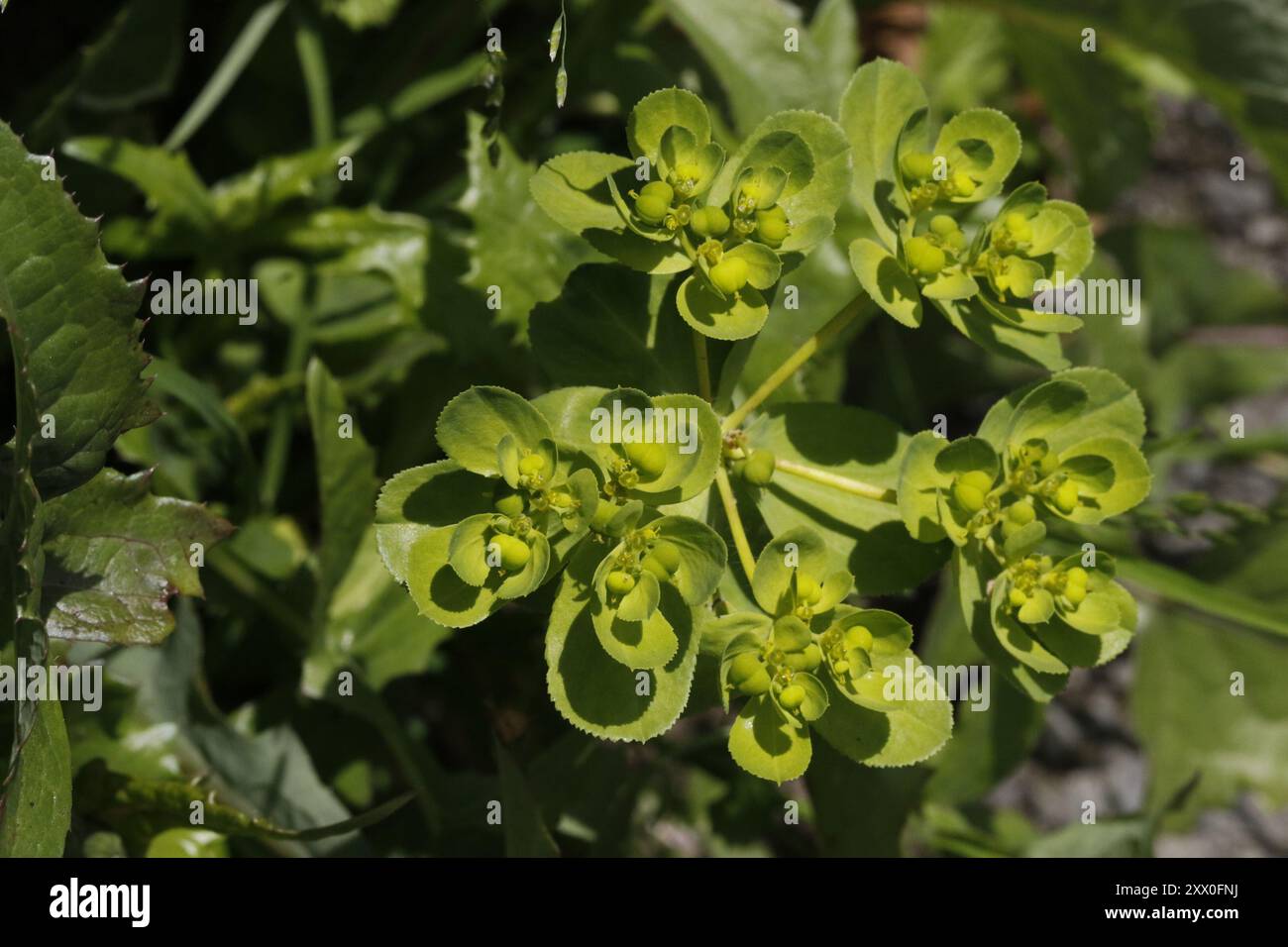 Sun spurge (Euphorbia helioscopia) Plantae Stock Photo - Alamy