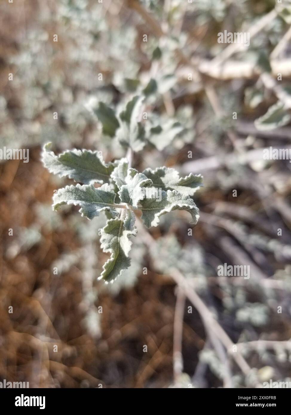 desert lavender (Condea emoryi) Plantae Stock Photo - Alamy