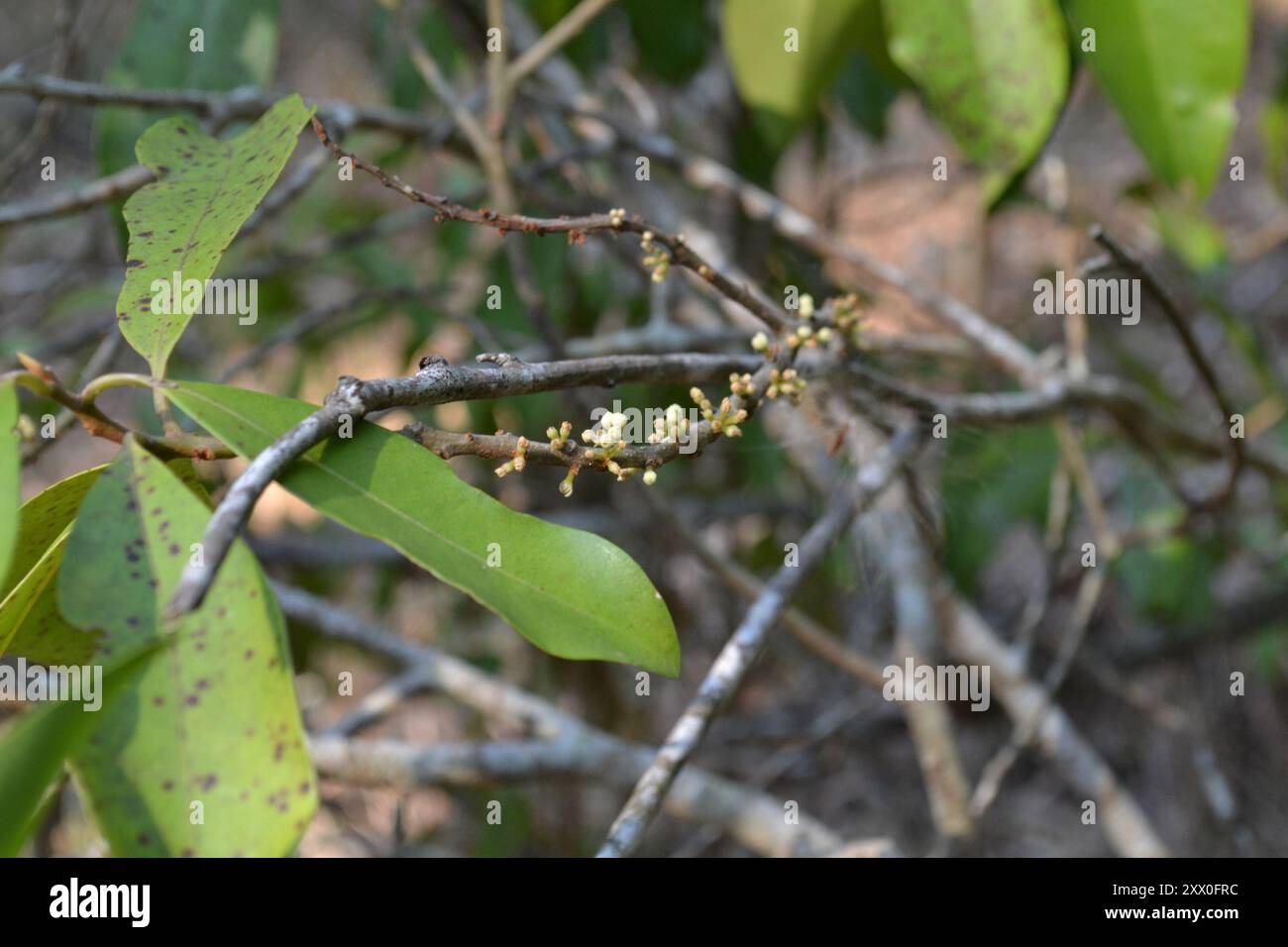 Brush Muttonwood (Myrsine howittiana) Plantae Stock Photo - Alamy