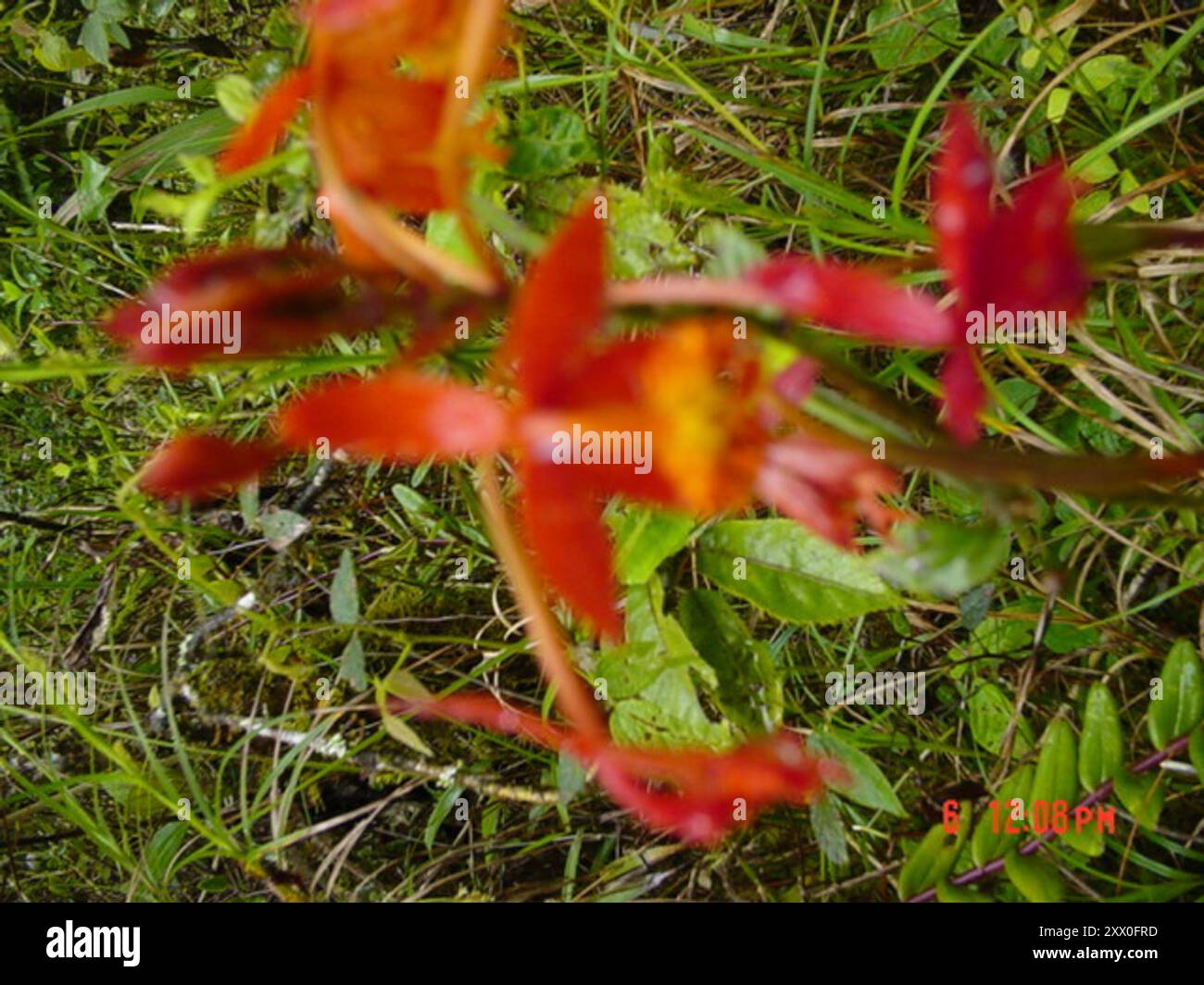 Fire-star orchid (Epidendrum radicans) Plantae Stock Photo - Alamy