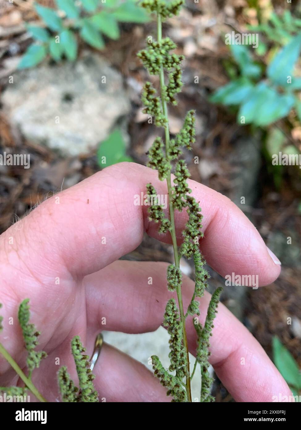 Mexican Flowering Fern (Anemia mexicana) Plantae Stock Photo - Alamy