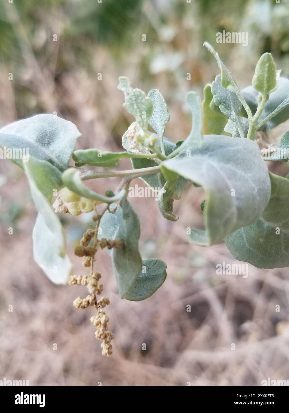big saltbush (Atriplex lentiformis) Plantae Stock Photo - Alamy
