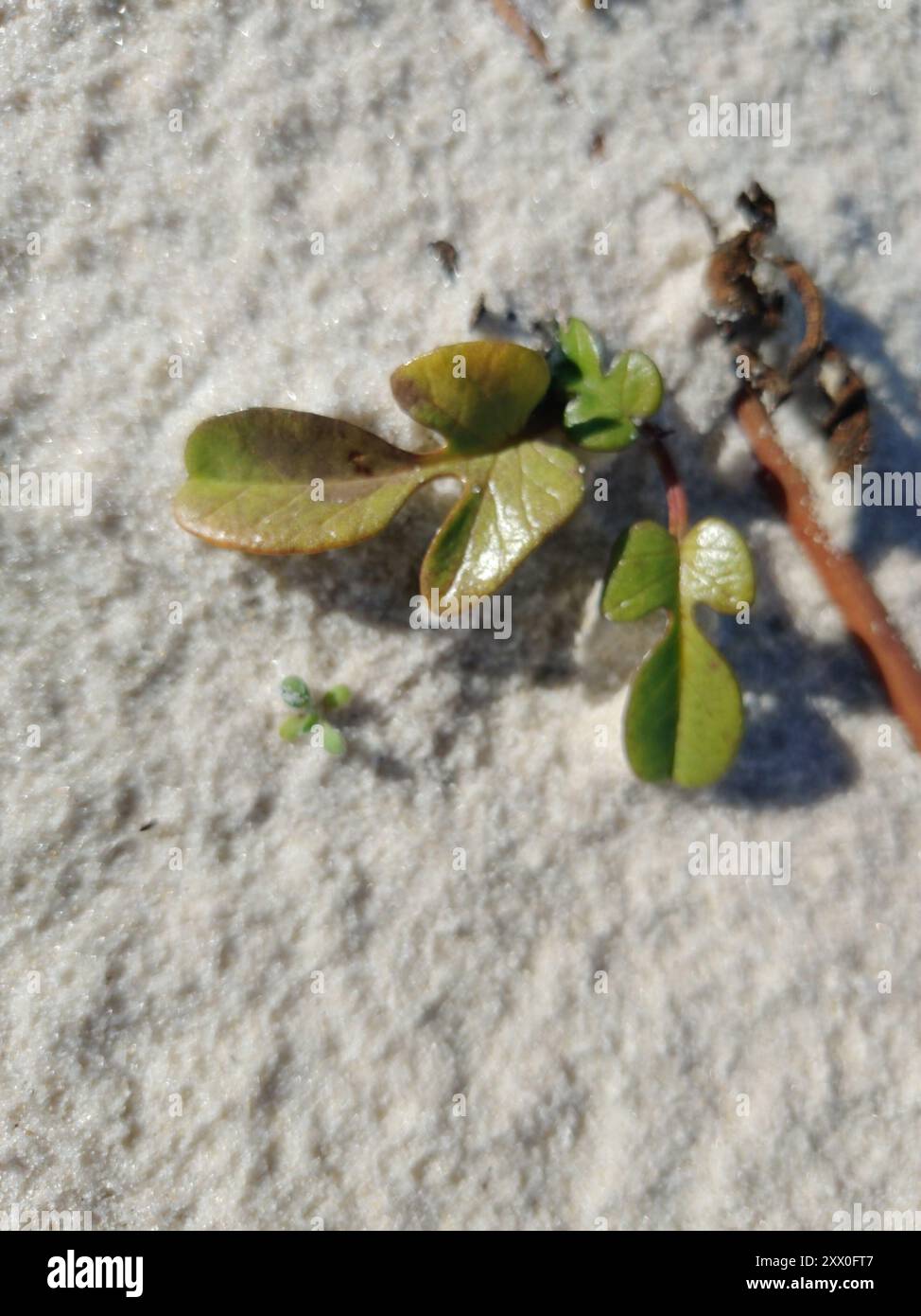 beach morning-glory (Ipomoea imperati) Plantae Stock Photo - Alamy