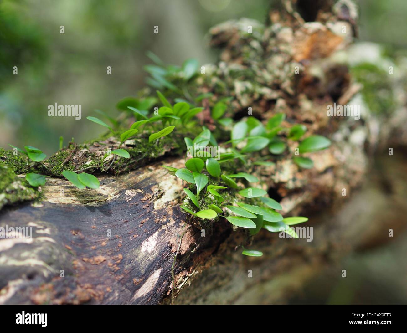 Green penny fern (Lemmaphyllum microphyllum) Plantae Stock Photo - Alamy