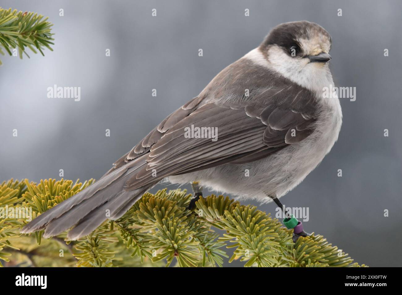 Canada Jay (Perisoreus canadensis) Aves Stock Photo - Alamy