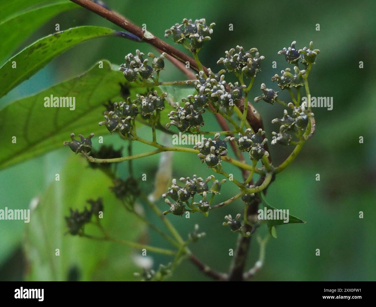 Chinese Hydrangea (Hydrangea chinensis) Plantae Stock Photo - Alamy