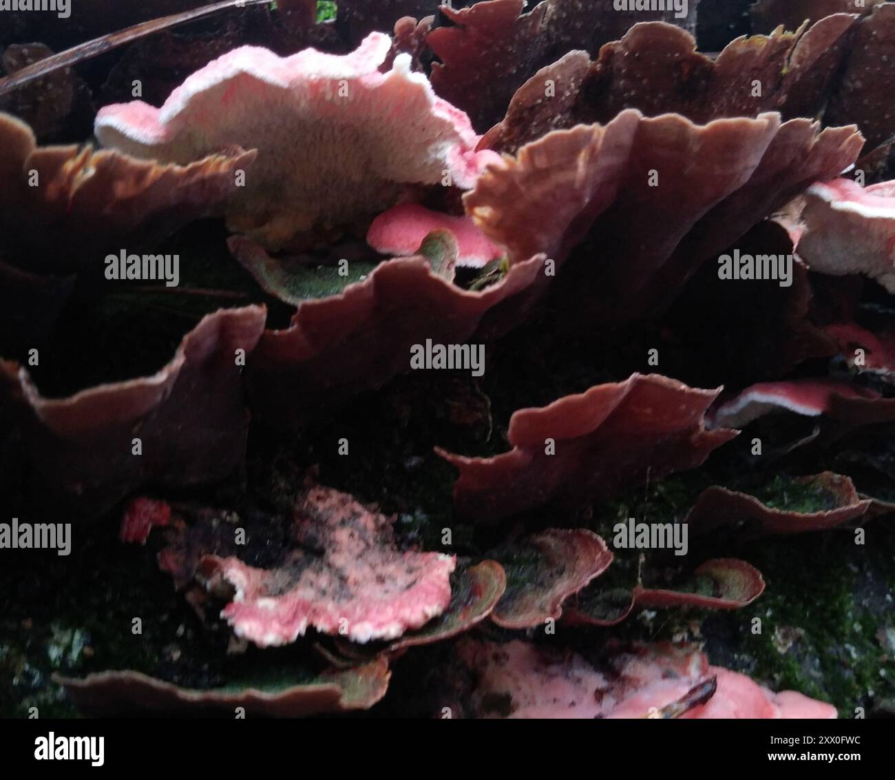 Coral-pink Merulius (Phlebia incarnata) Fungi Stock Photo - Alamy