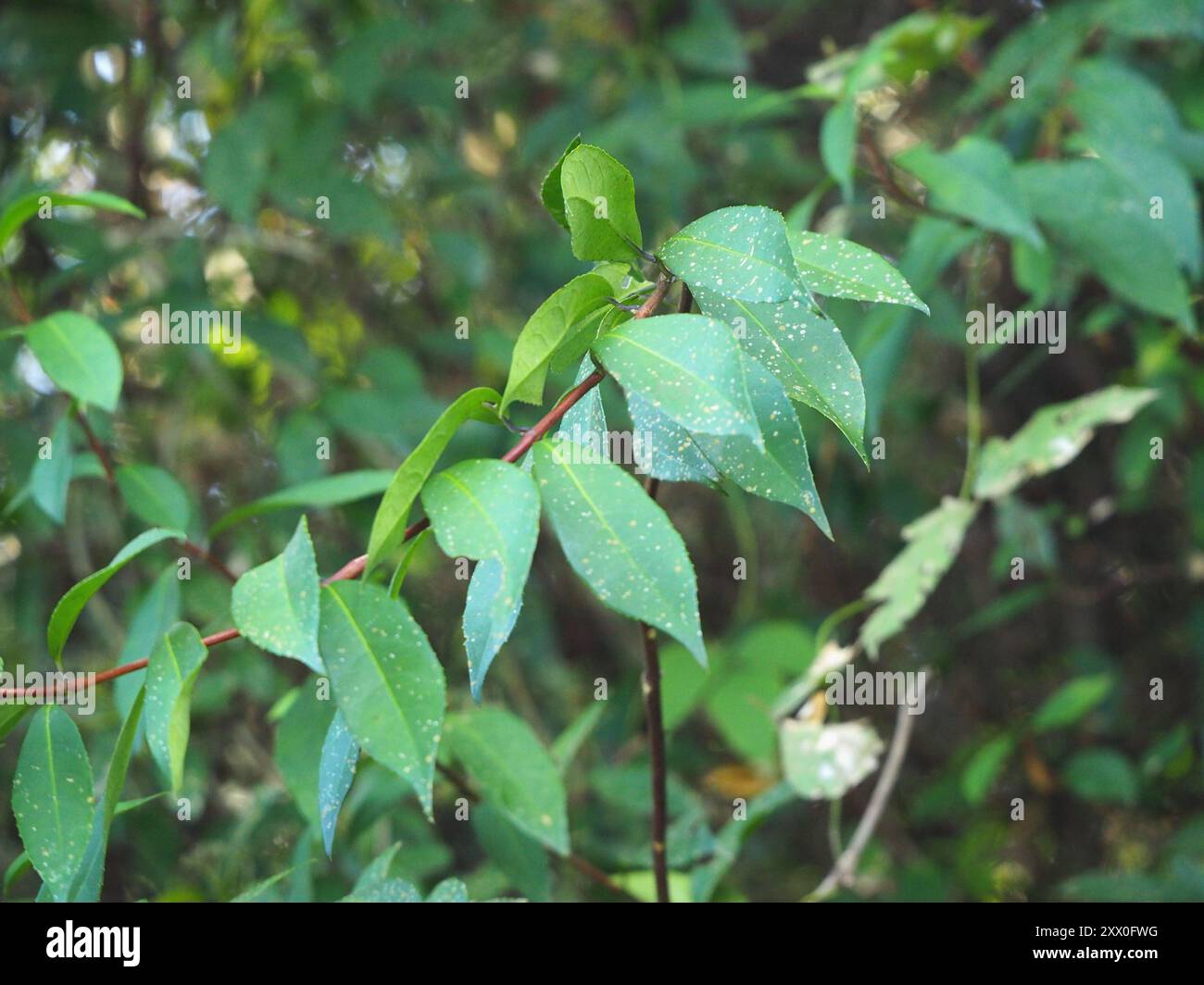 Chinese Hydrangea (Hydrangea chinensis) Plantae Stock Photo - Alamy