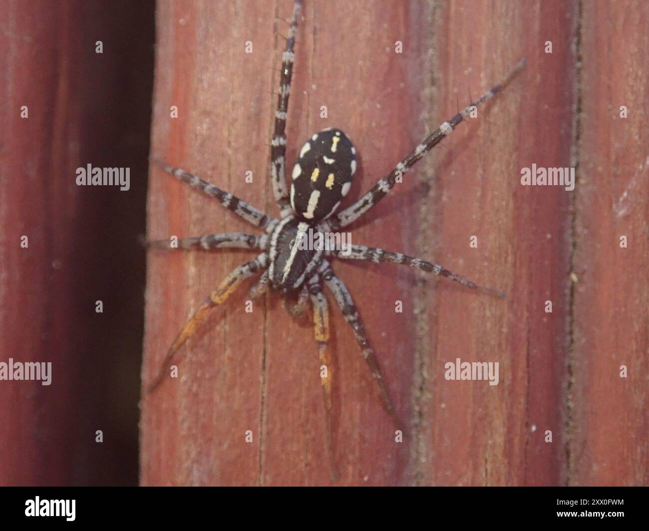 Spotted Ground Swift Spider (Nyssus coloripes) Arachnida Stock Photo ...