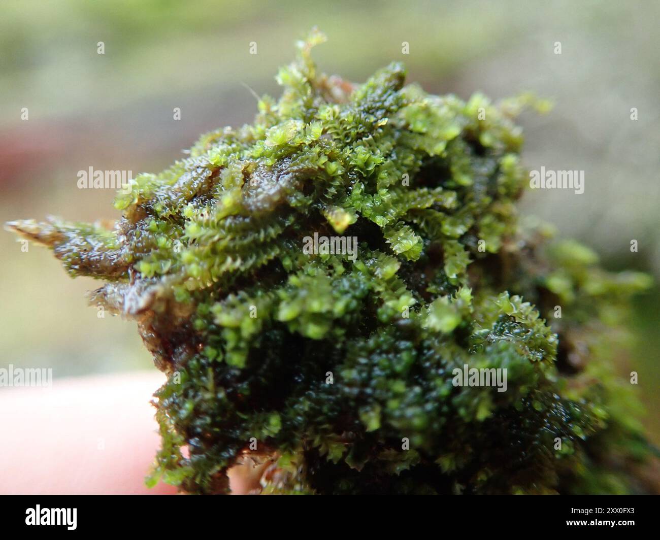 Droplet Notchwort (Lophozia guttulata) Plantae Stock Photo - Alamy