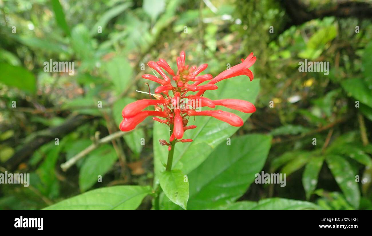 Firespike (Odontonema tubaeforme) Plantae Stock Photo - Alamy