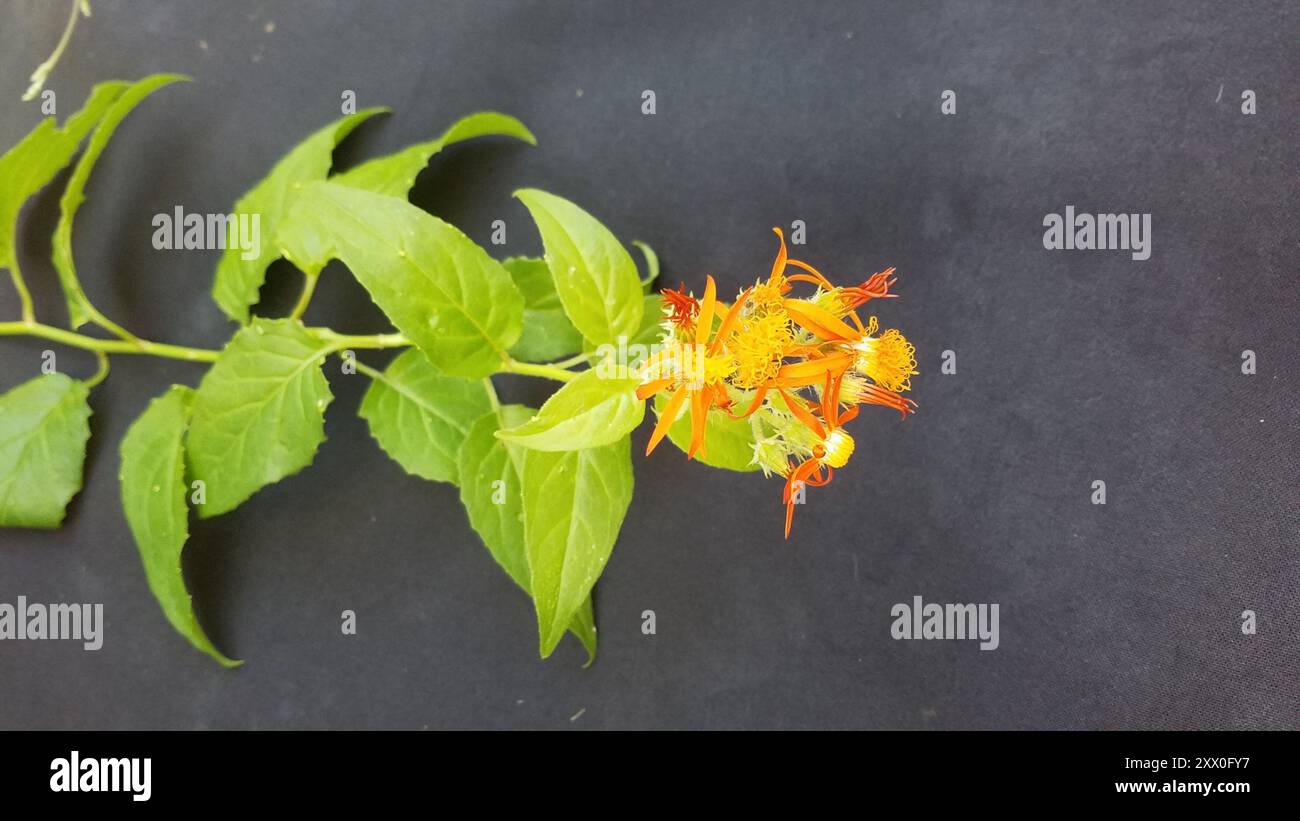 Mexican flame vine (Pseudogynoxys chenopodioides) Plantae Stock Photo ...