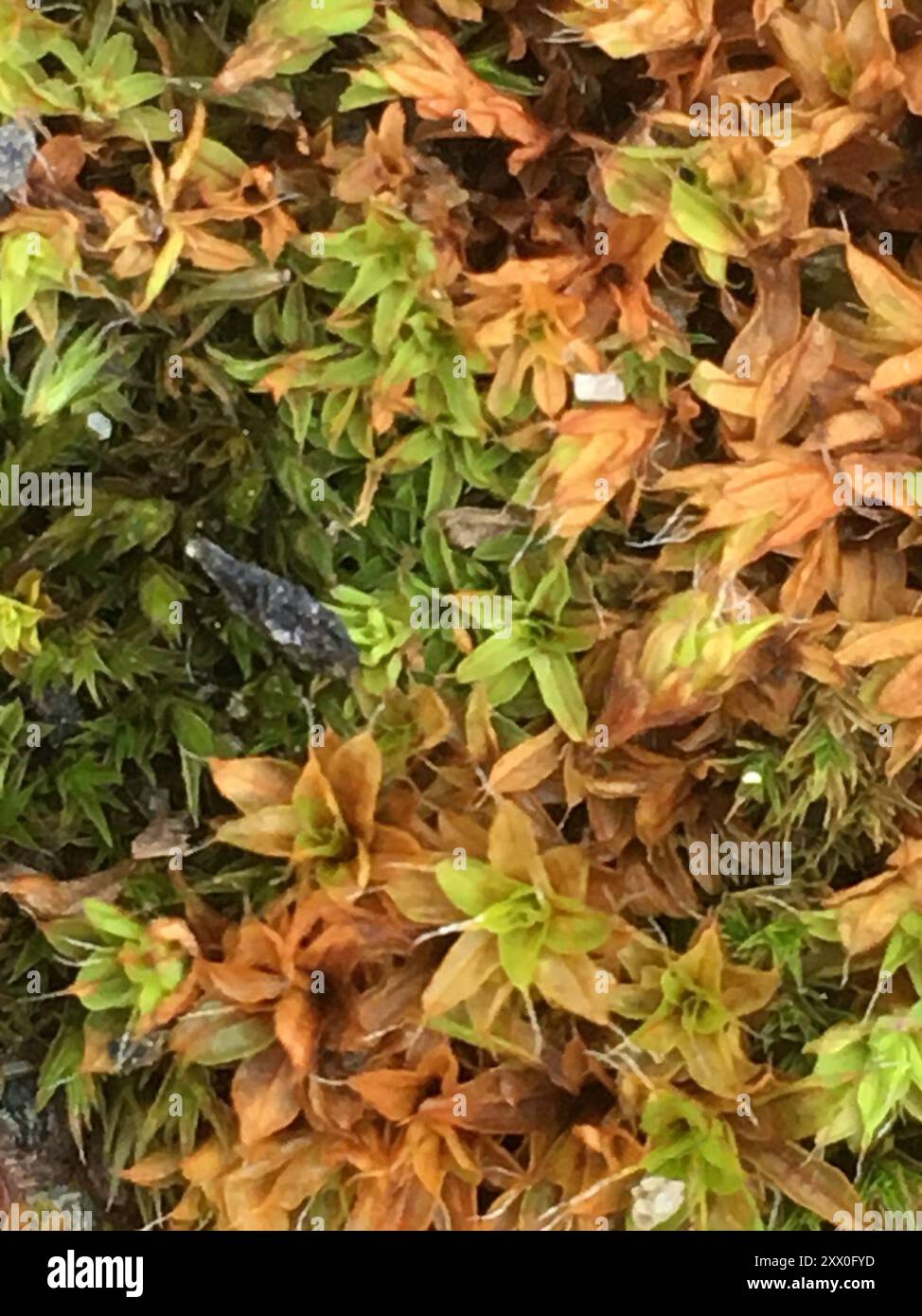 Star Moss (Syntrichia ruralis) Plantae Stock Photo - Alamy