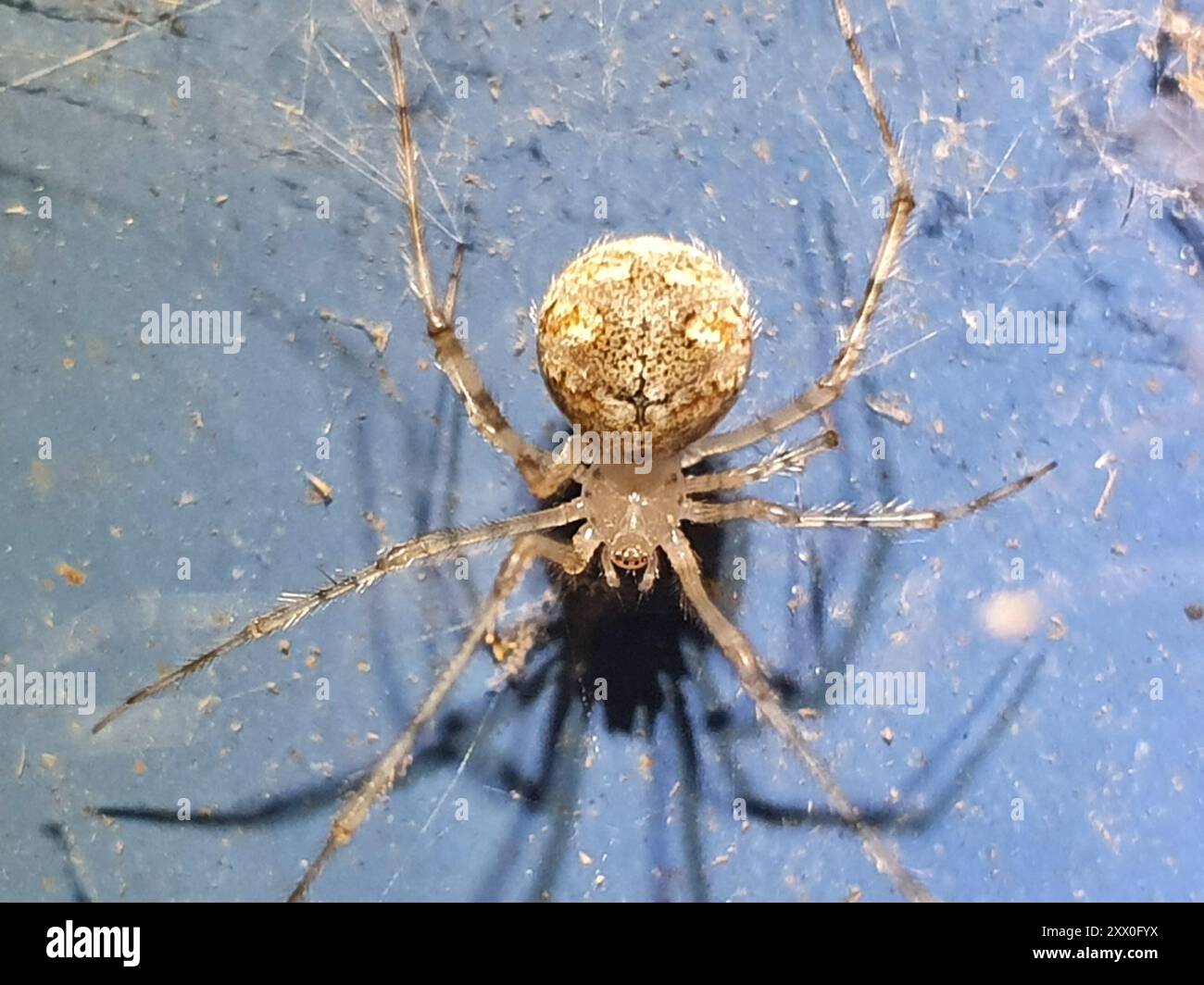 White porch spider (Cryptachaea gigantipes) Arachnida Stock Photo - Alamy