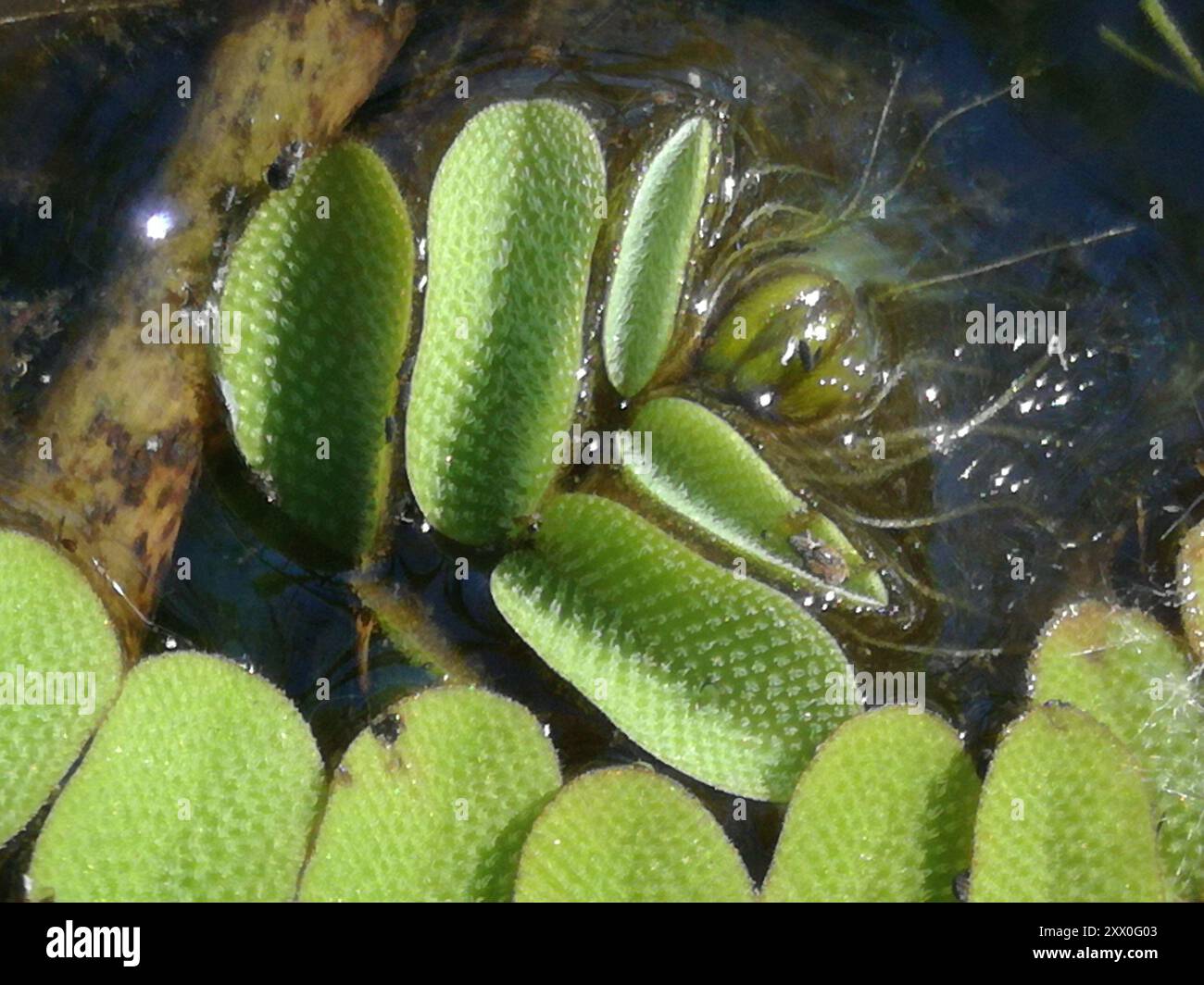 floating fern (Salvinia natans) Plantae Stock Photo - Alamy