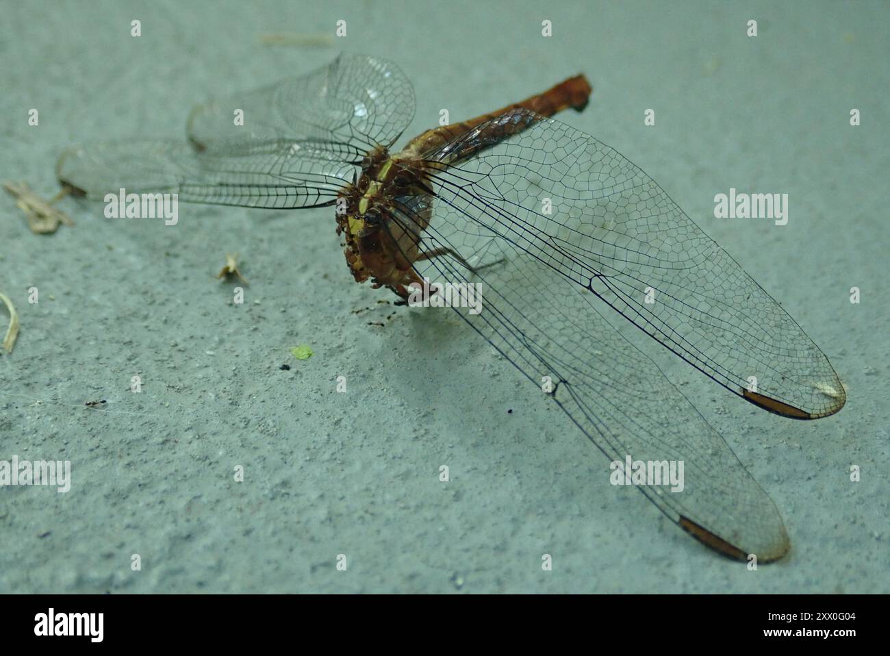 Tropical King Skimmers (Orthemis) Insecta Stock Photo - Alamy