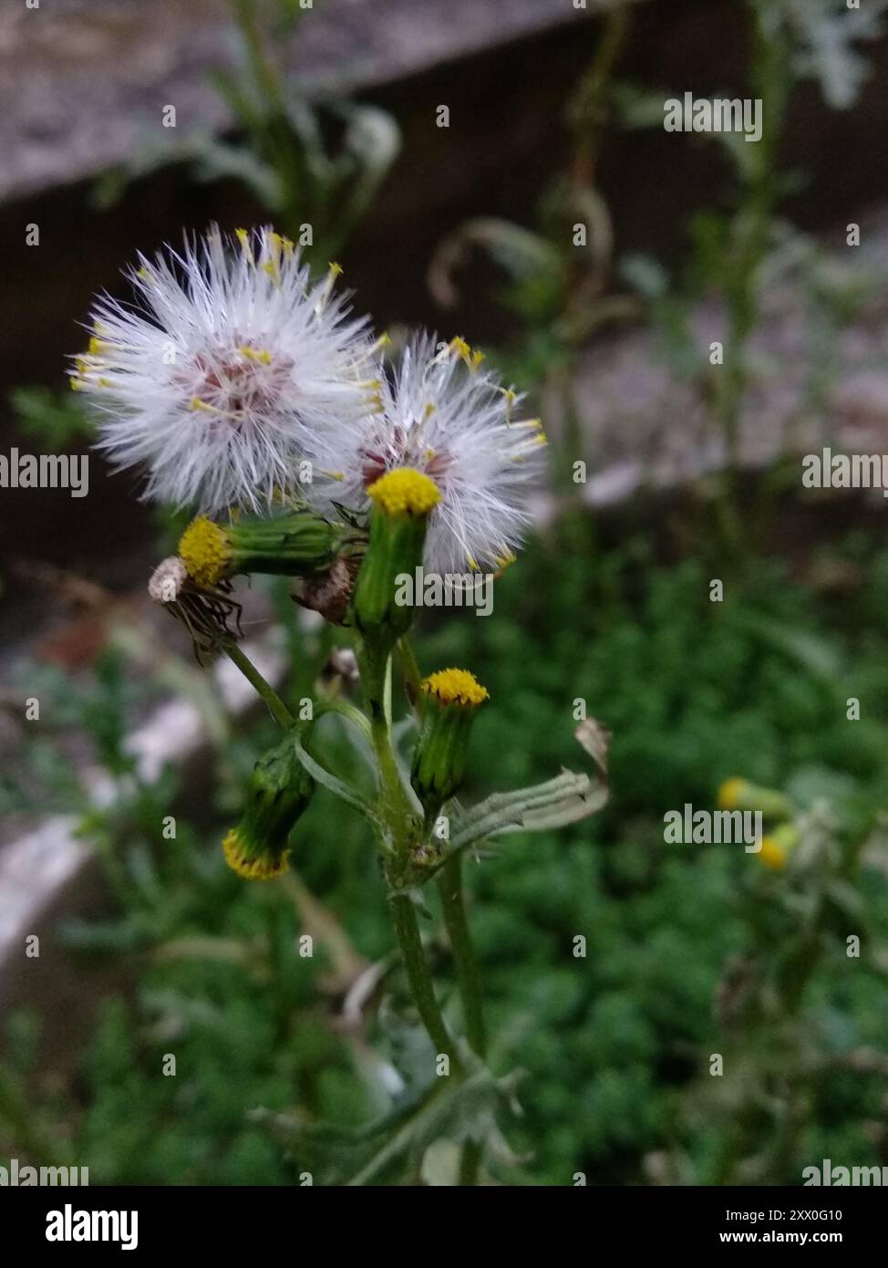 common groundsel (Senecio vulgaris) Plantae Stock Photo - Alamy