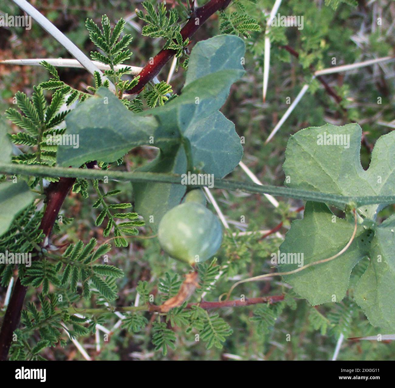 Cucumber Bushpumpkin (Coccinia rehmannii) Plantae Stock Photo - Alamy
