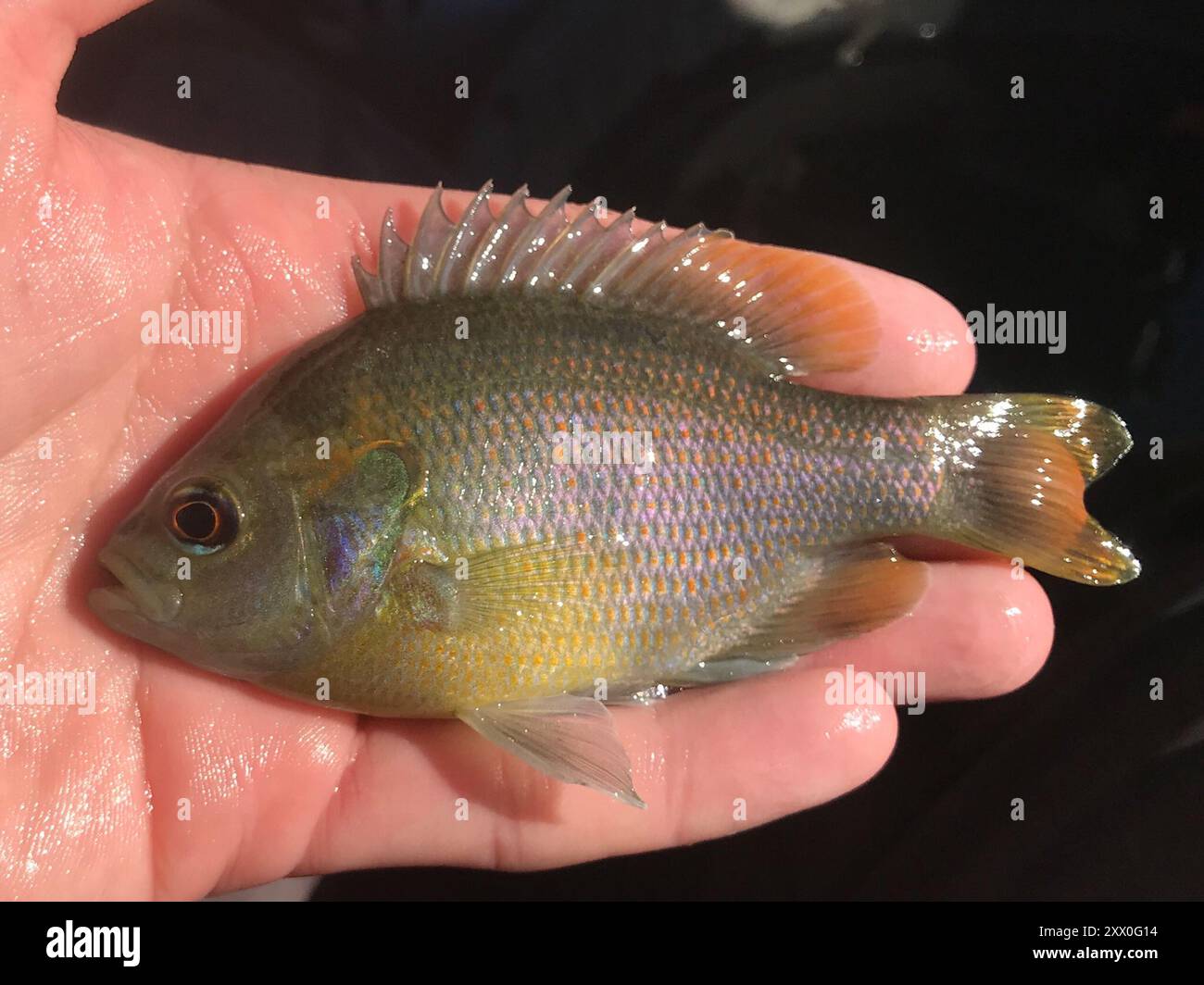 Redspotted Sunfish (Lepomis miniatus) Actinopterygii Stock Photo - Alamy