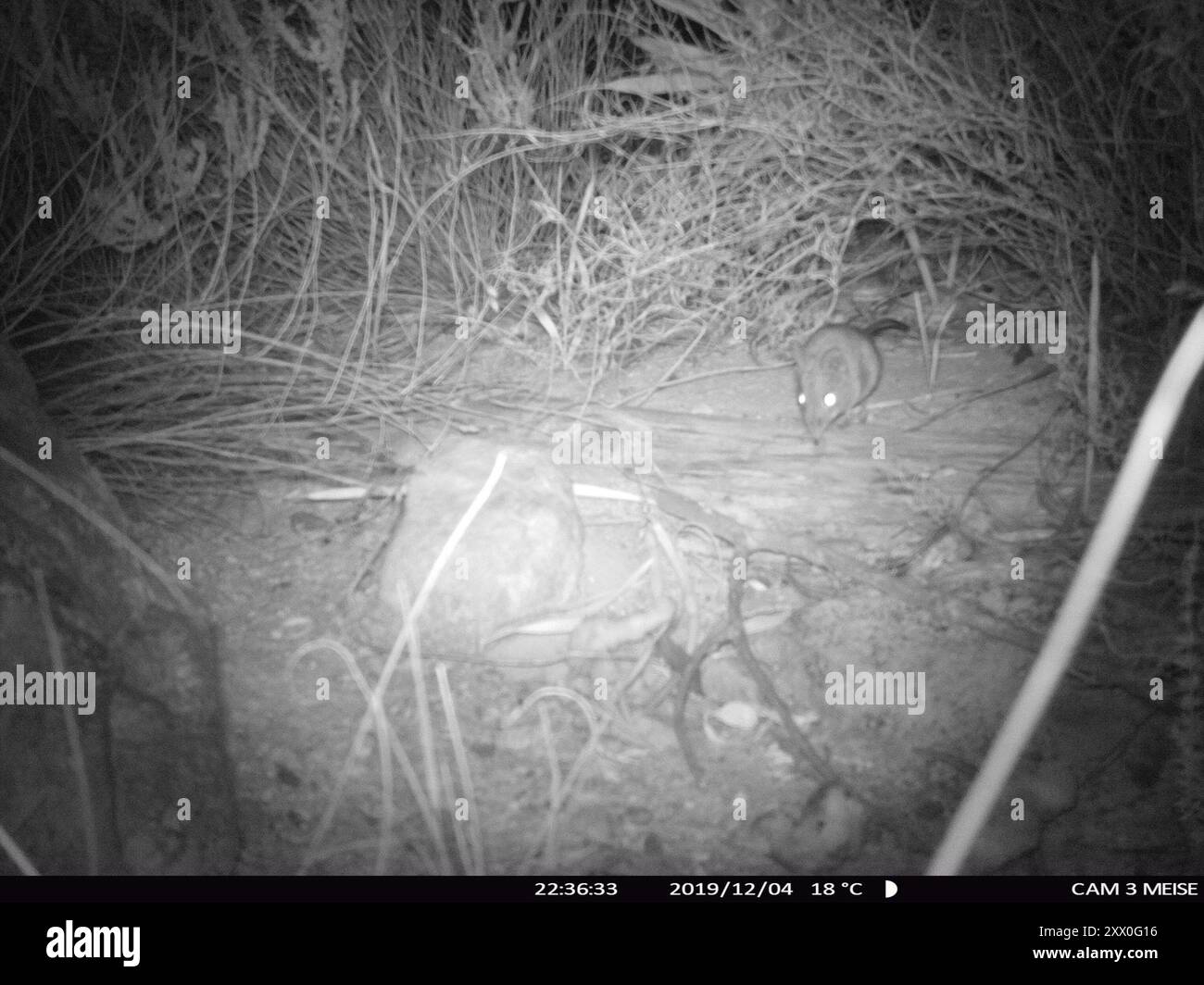 Cape Rock Sengi (Elephantulus edwardii) Mammalia Stock Photo - Alamy