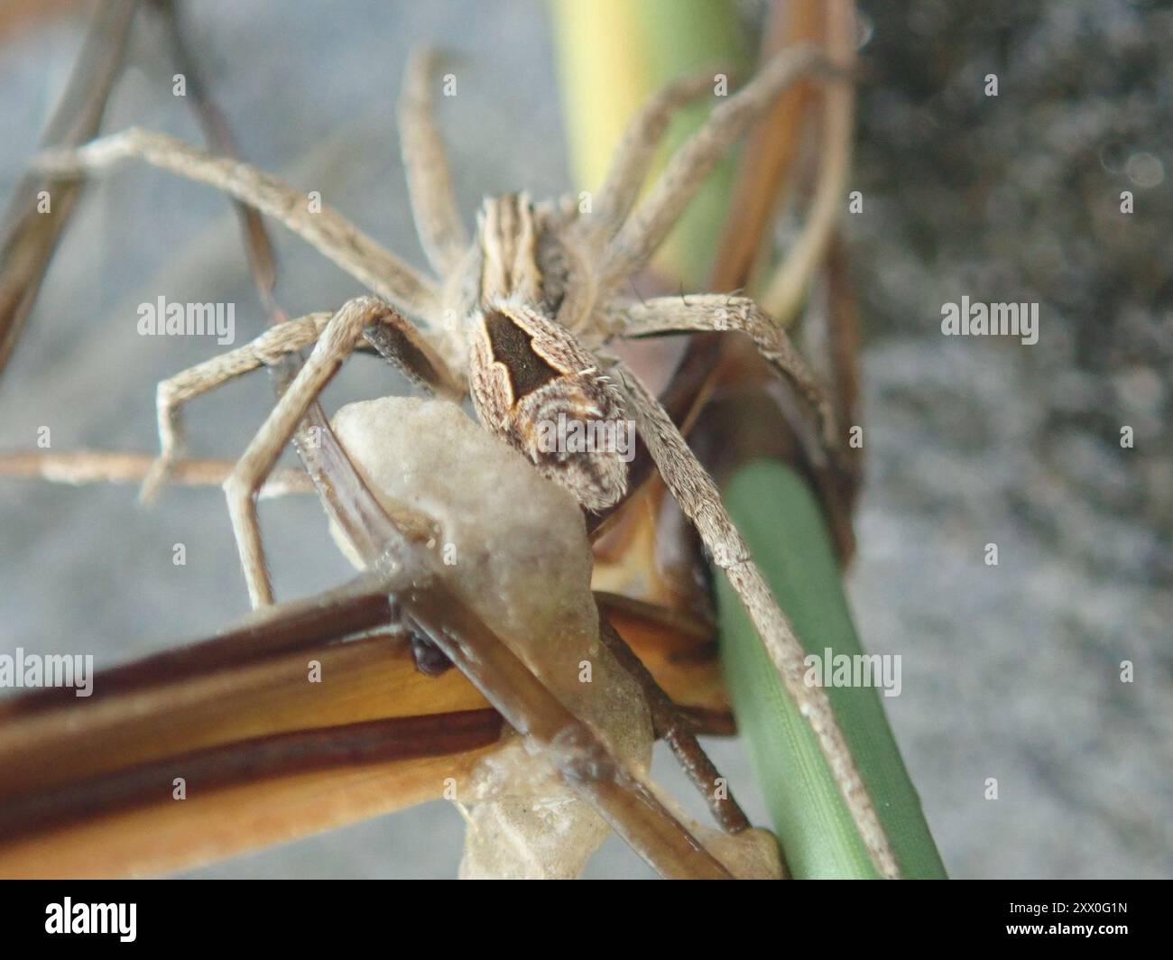 Wandering Ghost Spiders (Argoctenus) Arachnida Stock Photo - Alamy