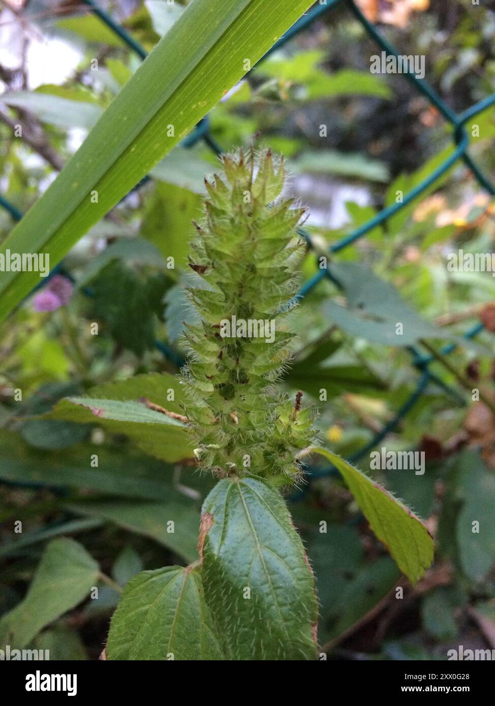 three-seeded mercuries (Acalypha) Plantae Stock Photo - Alamy