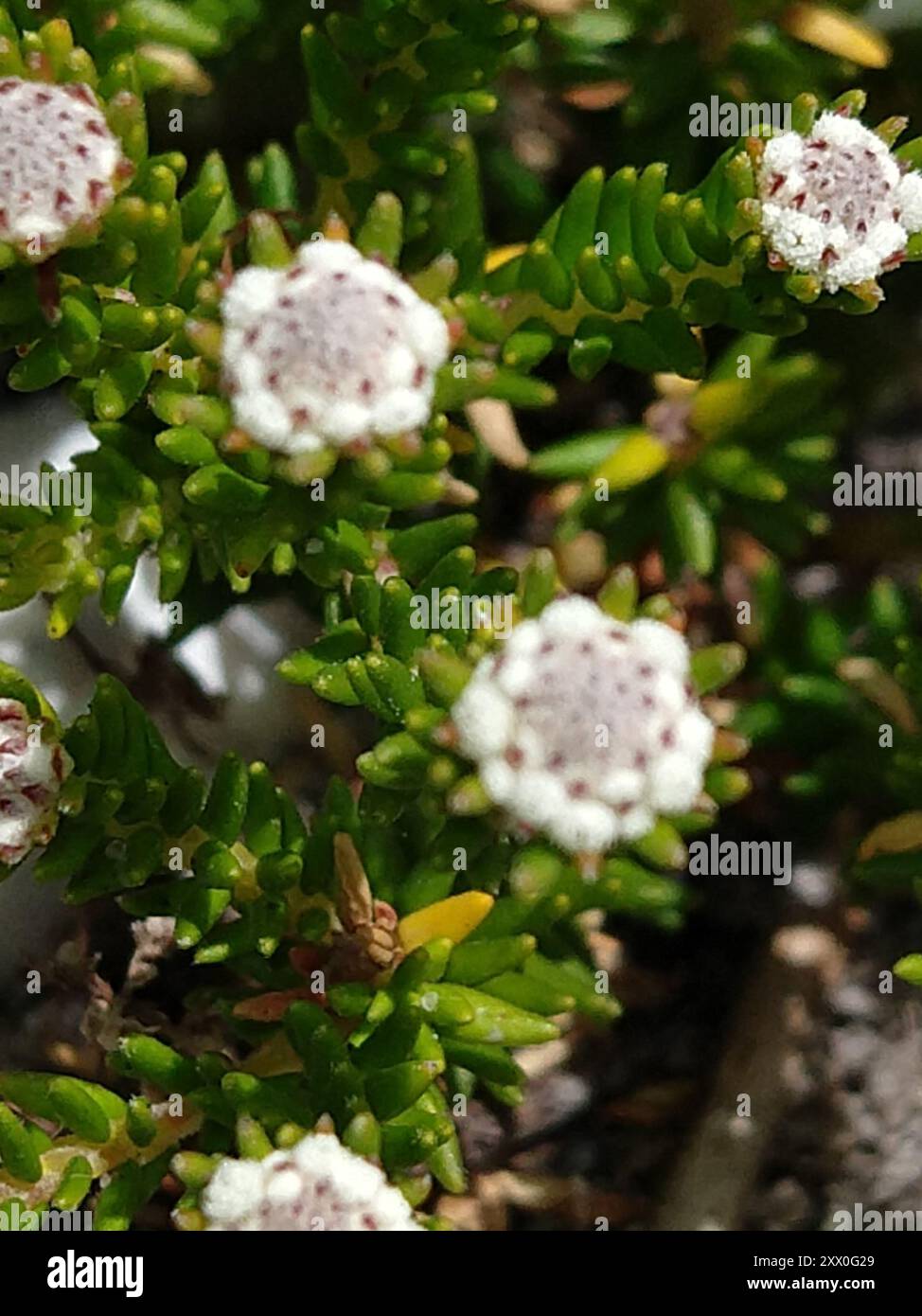 Hardleaves (Phylica) Plantae Stock Photo - Alamy