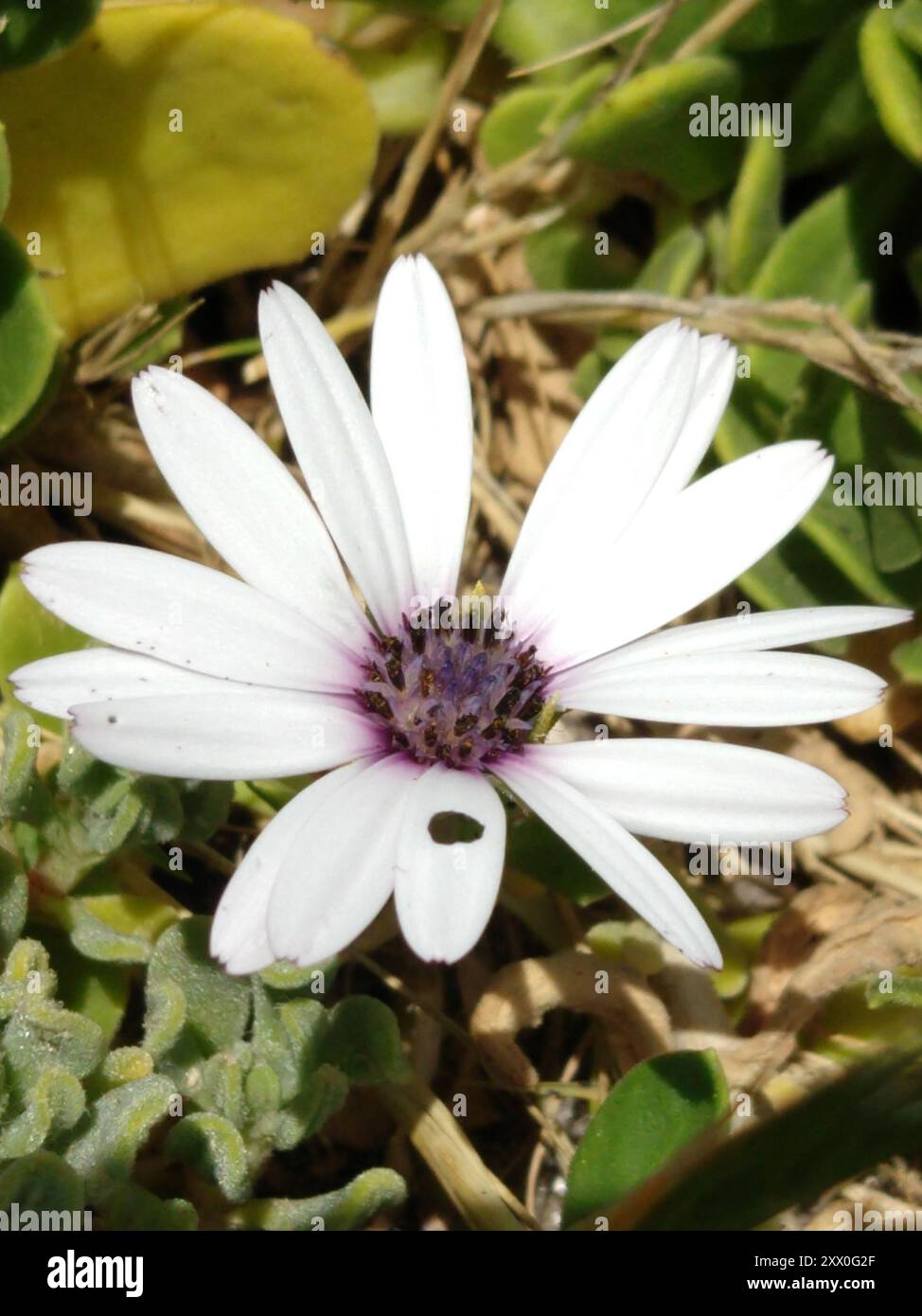 trailing African daisy (Dimorphotheca fruticosa) Plantae Stock Photo ...