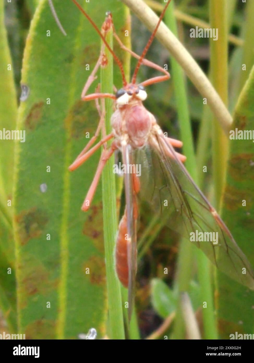 Short-tailed Ichneumonid Wasps (Ophioninae) Insecta Stock Photo - Alamy