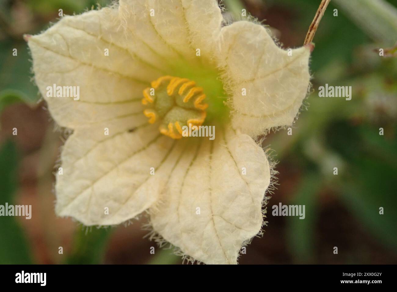 Baboon Bushpumpkin (Coccinia adoensis) Plantae Stock Photo - Alamy