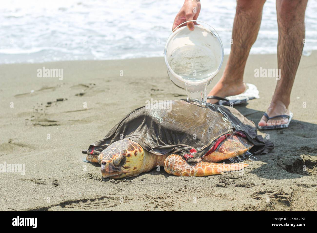 A man trying to keep a tired and sick loggerhead turtle (caretta caretta), washed up on the ...