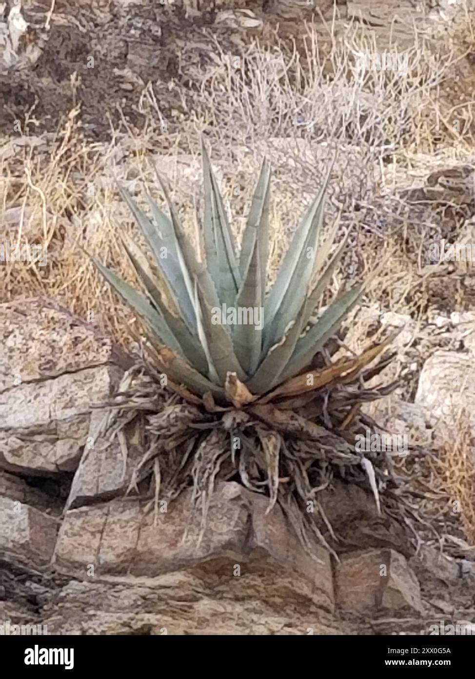 desert agave (Agave deserti) Plantae Stock Photo - Alamy