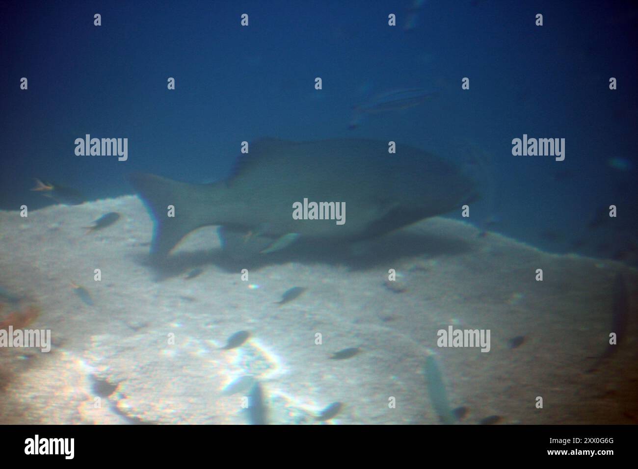 Leopard Coralgrouper (Plectropomus leopardus) Actinopterygii Stock ...