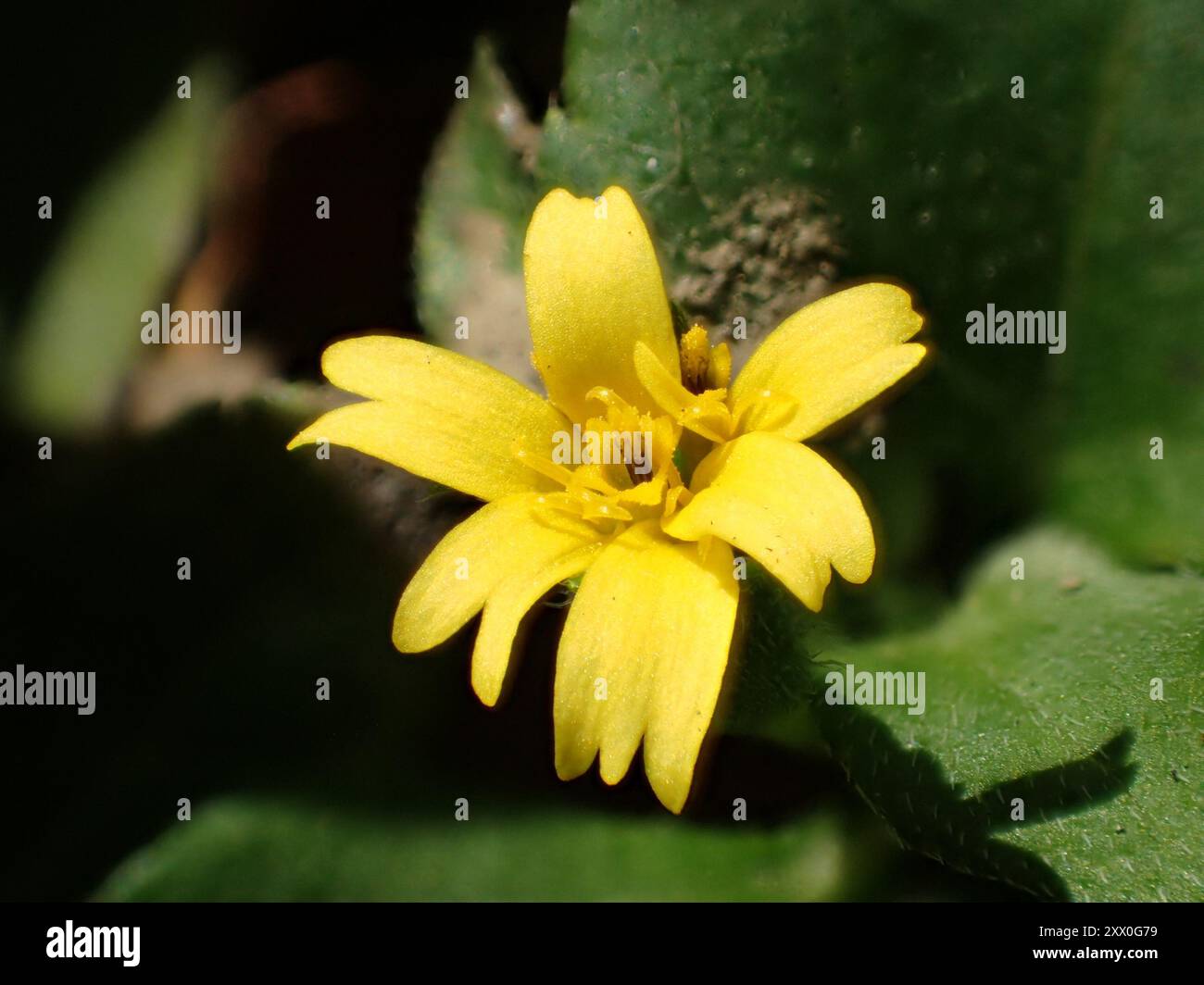 straggler daisy (Calyptocarpus vialis) Plantae Stock Photo - Alamy
